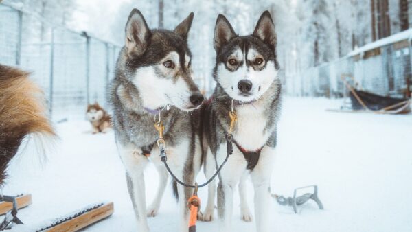 What to see and do in Rovaniemi, Finland - Mystic Masters Ashram