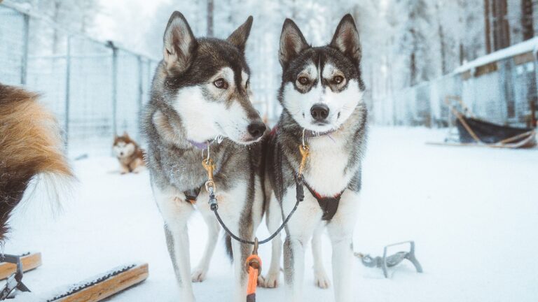 What to see and do in Rovaniemi, Finland - Mystic Masters Ashram